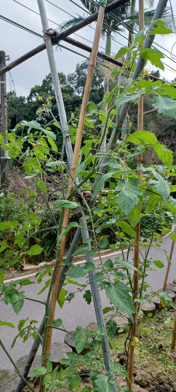 9945 潤泰新 - 耐心等待開花結果 潤泰家族早...｜CMoney 股市爆料同學會