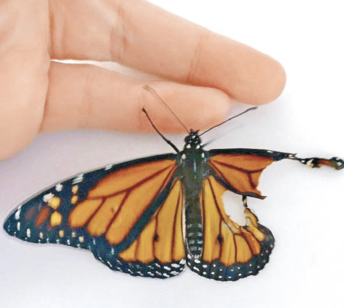 TWA00 加權指數 - ~8月CPI憂喜參半~~｜股市爆料同學會