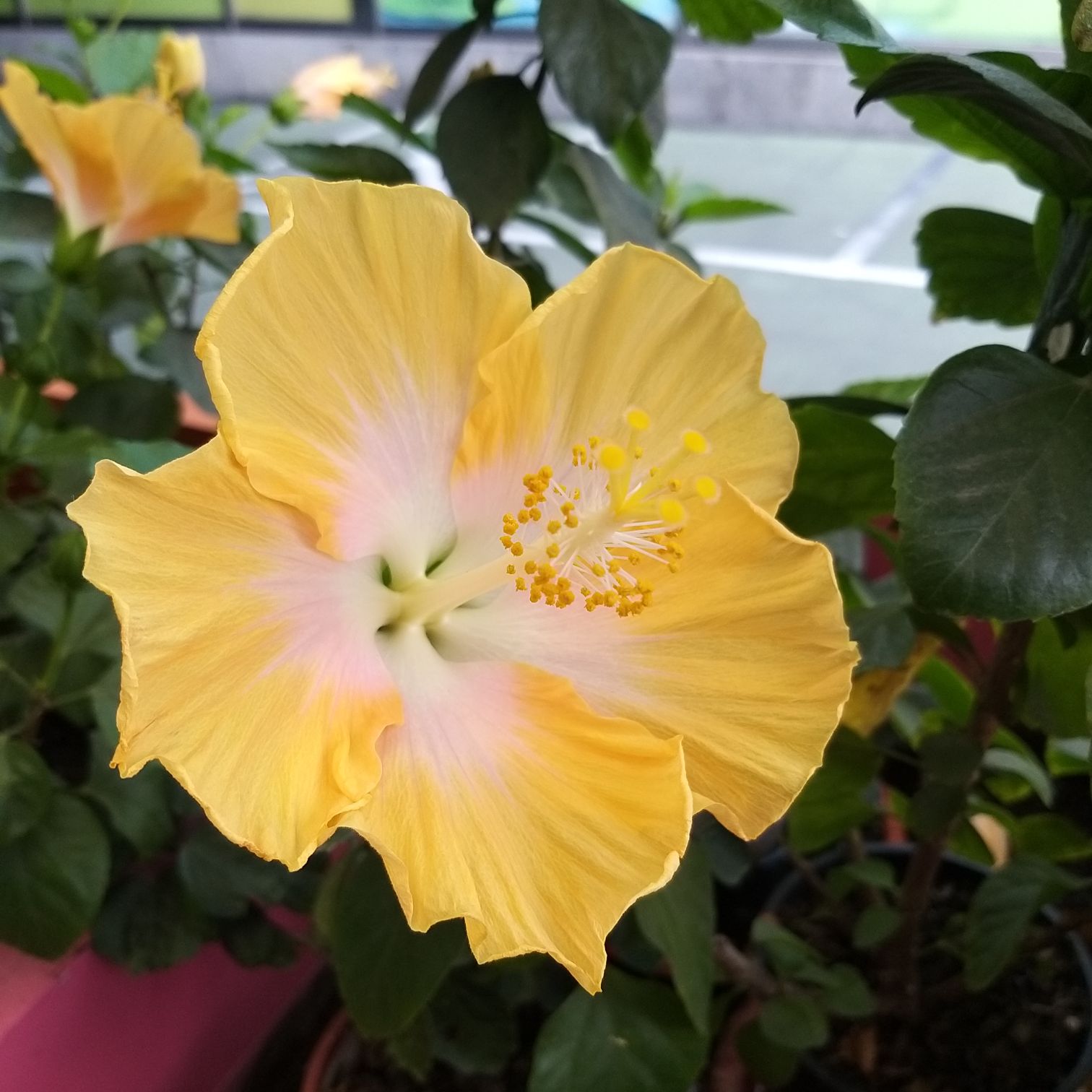 2498 宏達電 - 好久沒有看到宏達電了，到46元...｜CMoney 股市爆料同學會