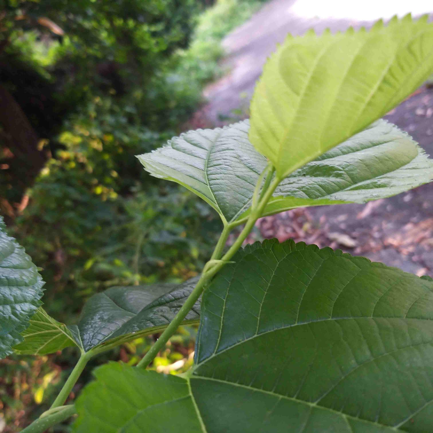 2330 台積電 - 明年台積電（2330）的EPS...｜CMoney 股市爆料同學會