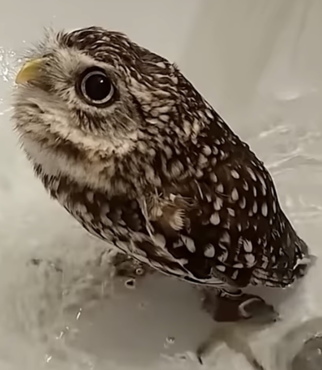 3231 緯創 - 各位我回來了，與大家一起等待漲...｜CMoney 股市爆料同學會