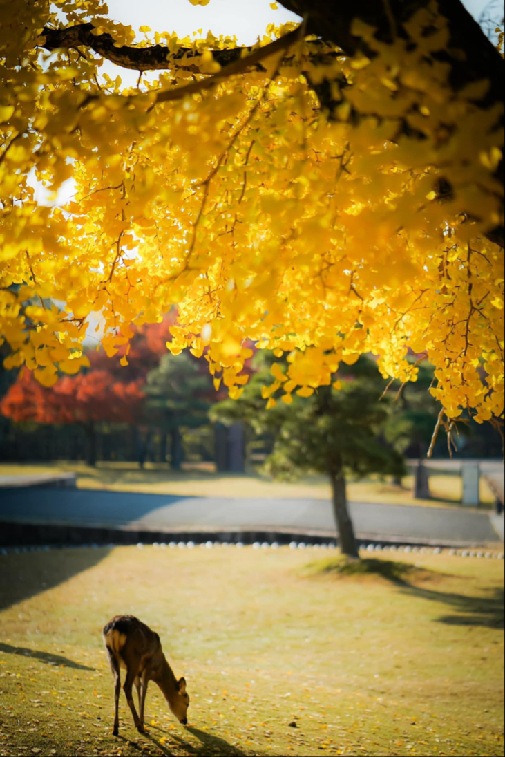 2603 長榮 - 春節快樂 💖 盼大家 心中都有一畝田 🍄 心田｜CMoney 股市爆料同學會