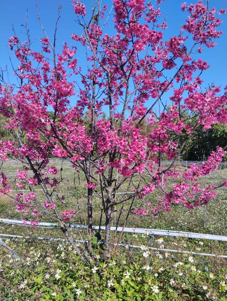 TWA00 加權指數 - 台股今（15）日龍年開紅盤，早盤最高一度來到18725.47...｜股市爆料同學會