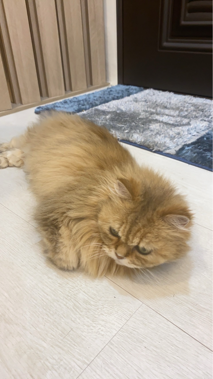 TWA00 加權指數 - https://fnc.ebc...｜CMoney 股市爆料同學會