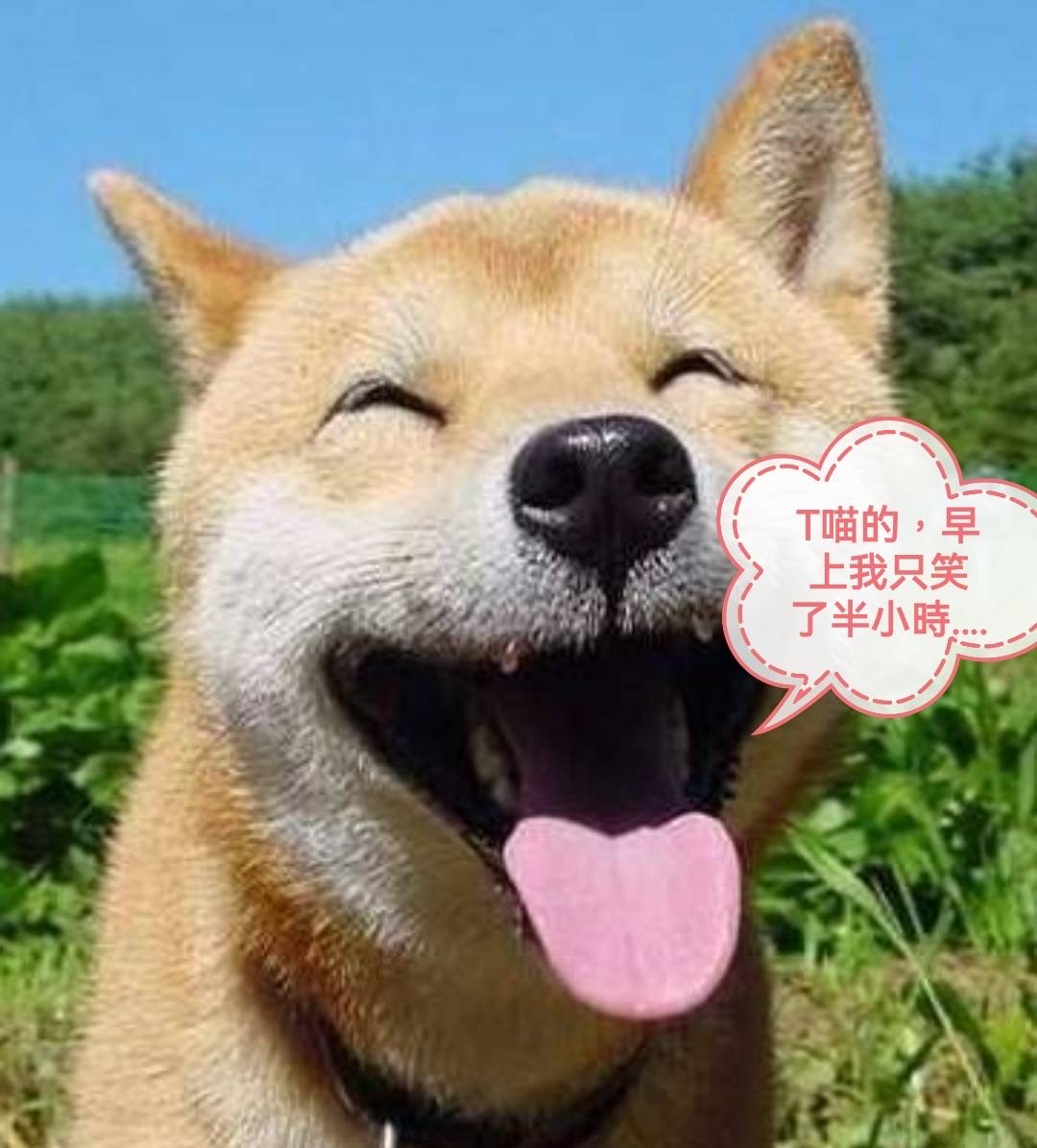 4763 材料-KY - 柴柴今天的心情寫照 中午被蜜蜂叮之後無奈的臉 原作者是我景仰...｜股市爆料同學會