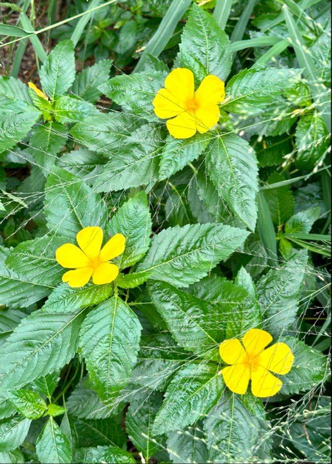 00715L 期街口S&P布蘭特油正2 - 正2 調節 50x14.47！｜CMoney 股市爆料同學會