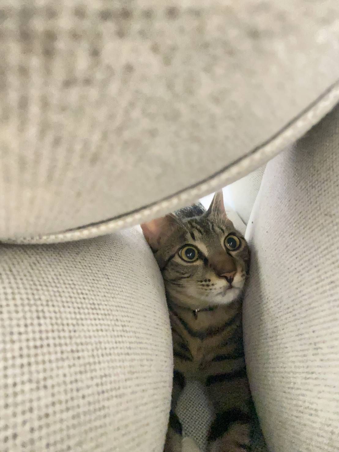 TWA00 加權指數 - 台北強哥 ️點點&帕格日記🤑 ps.颱風看了九局大谷...｜股市爆料同學會