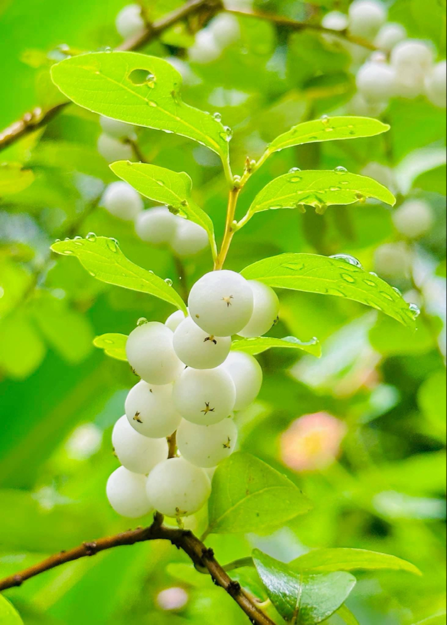 00715L 期街口S&P布蘭特油正2 - 正2融券買回 12.63x50！ 𧫴供參考⋯｜CMoney 股市爆料同學會