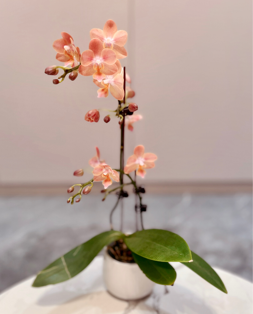 May is coming 有香味的蘭花 少見的特殊色 ...｜股市爆料同學會